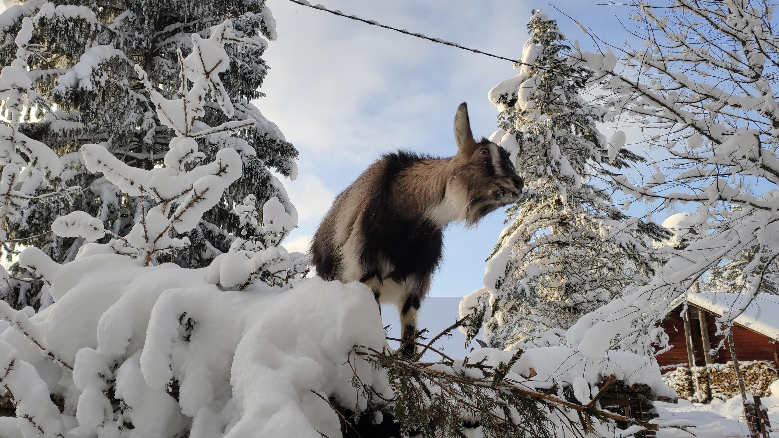 Perhevierailu kotieläintilalle | Selkie Green care Oy